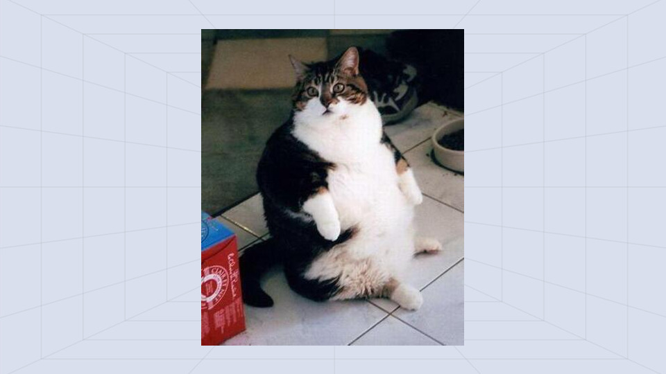 Fat Cat - AI Memes Template