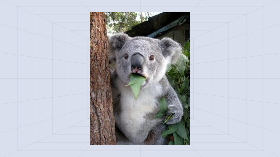 Surprised Koala - AI Memes Template