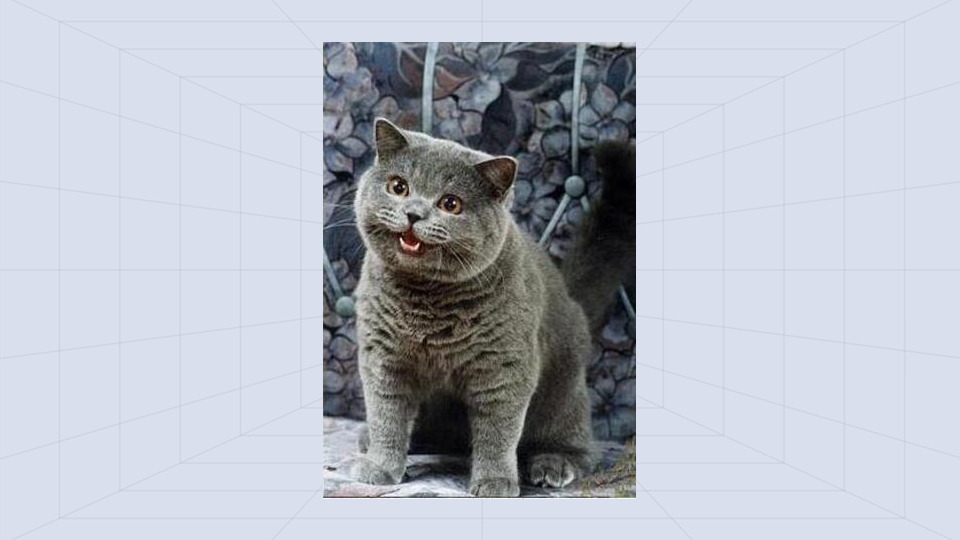 I can has cheezburger cat - AI Memes Template