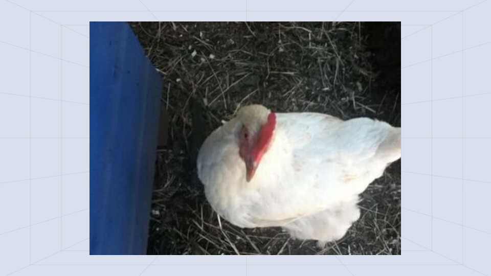 Angry Chicken Boss - AI Memes Template