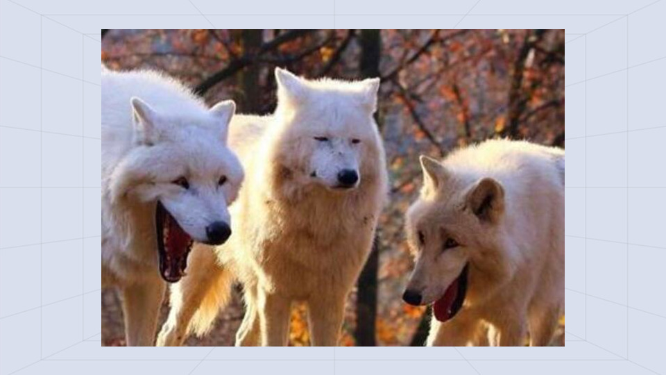 Laughing wolf - AI Memes Template