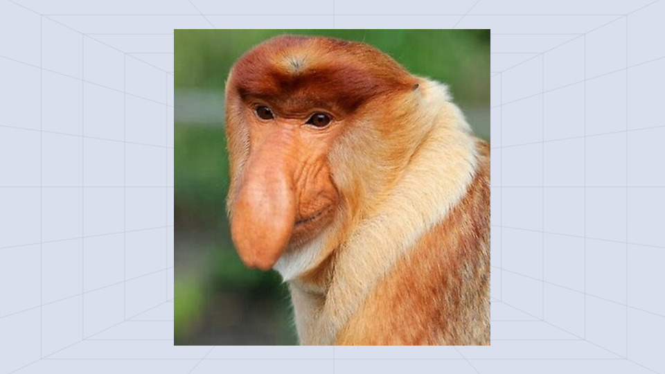 nosacz monkey - AI Memes Template